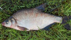 Fishing on the Broads | Herbert Woods