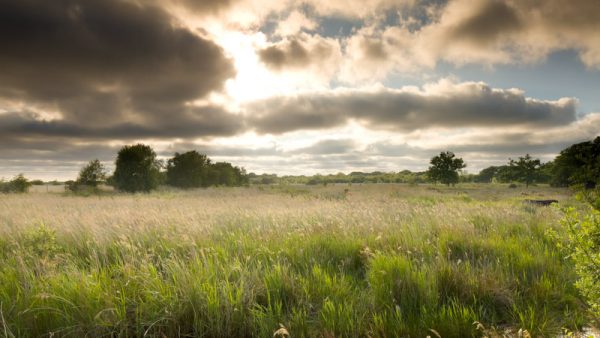 Wildlife on the Broads | Herbert Woods
