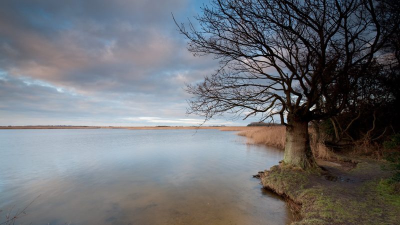 Wildlife on the Broads | Herbert Woods