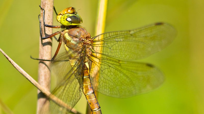 Wildlife on the Broads | Herbert Woods
