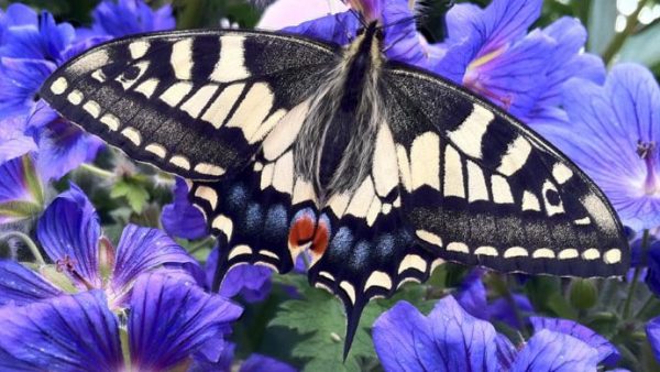 Wildlife on the Broads | Herbert Woods