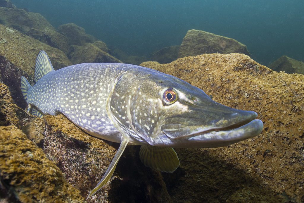 Species | Herbert Woods