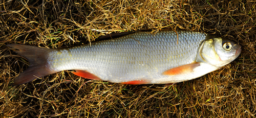 Species | Herbert Woods