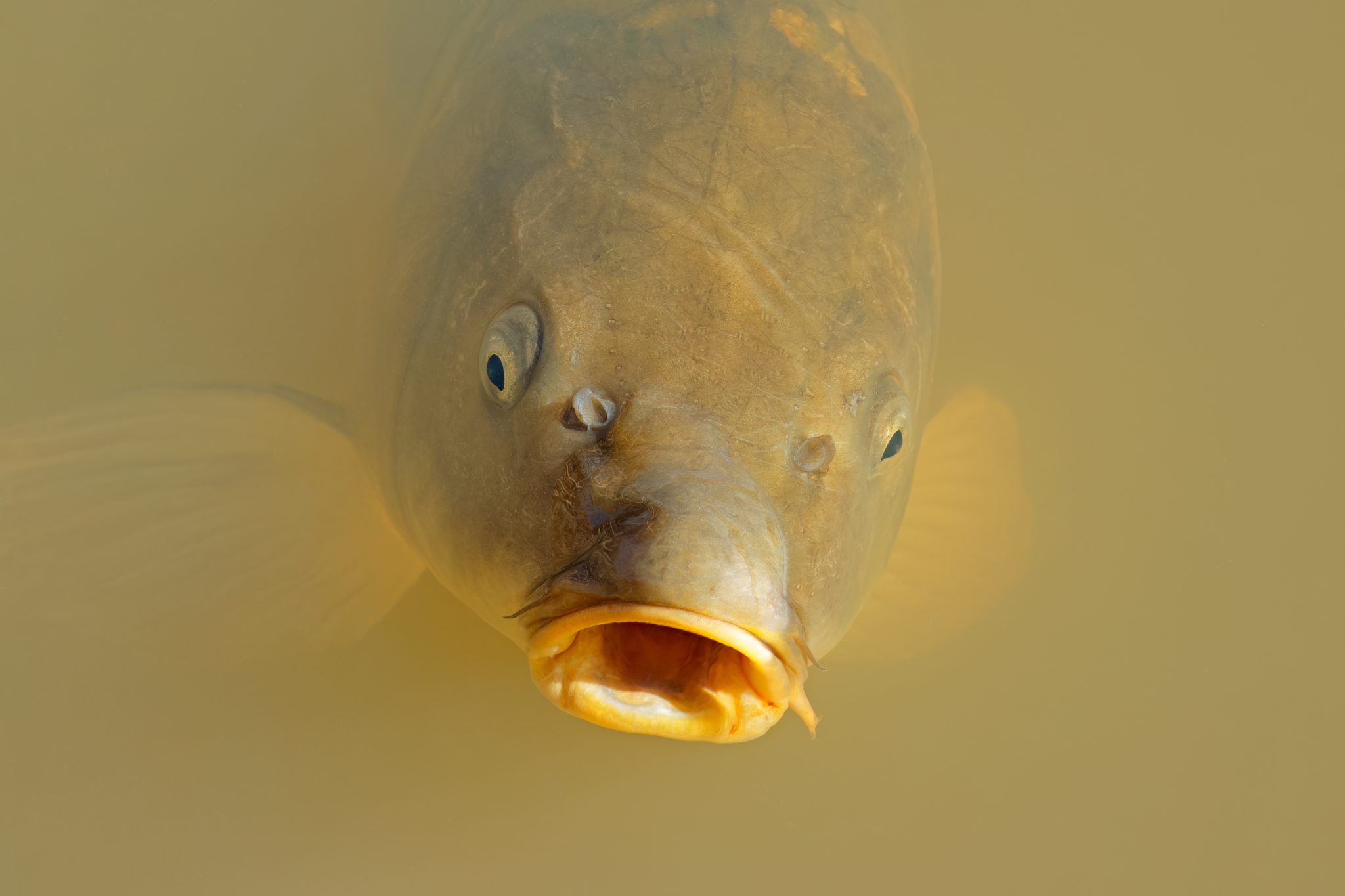 Fishing Holidays & Angling in G. Yarmouth - A Guide